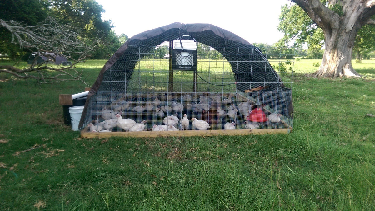 Pastured Poultry Talk: Mike Marchand Shares Perspective on Growing His ...